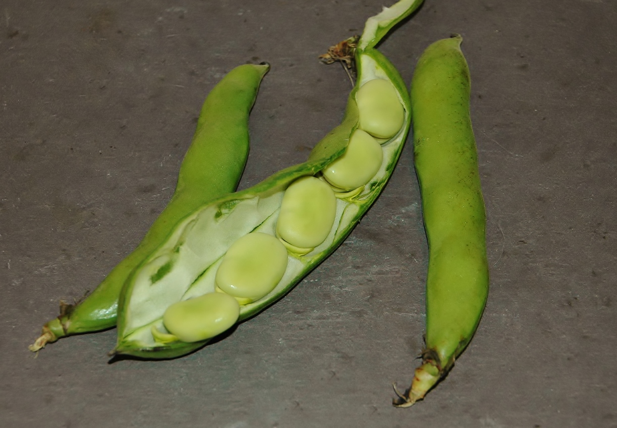 Broad Beans 3 Ways | Healthy Home Cafe